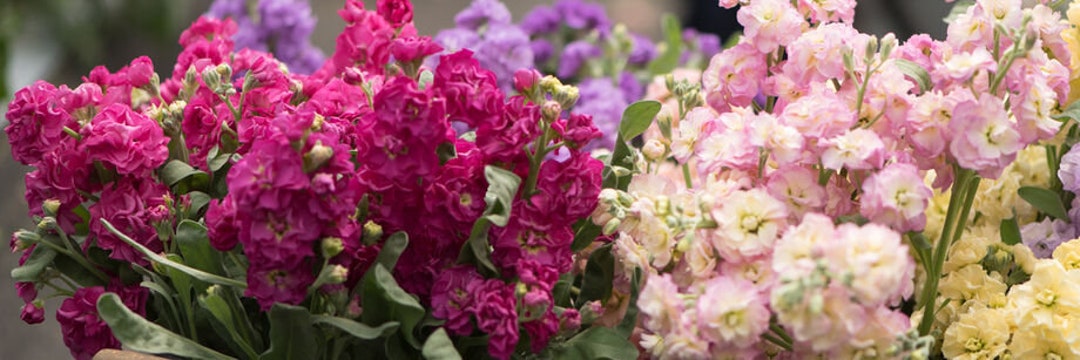 Matthiola Incana (common Name: Stock Flower) Mix Colors Seeds – Perfect ...
