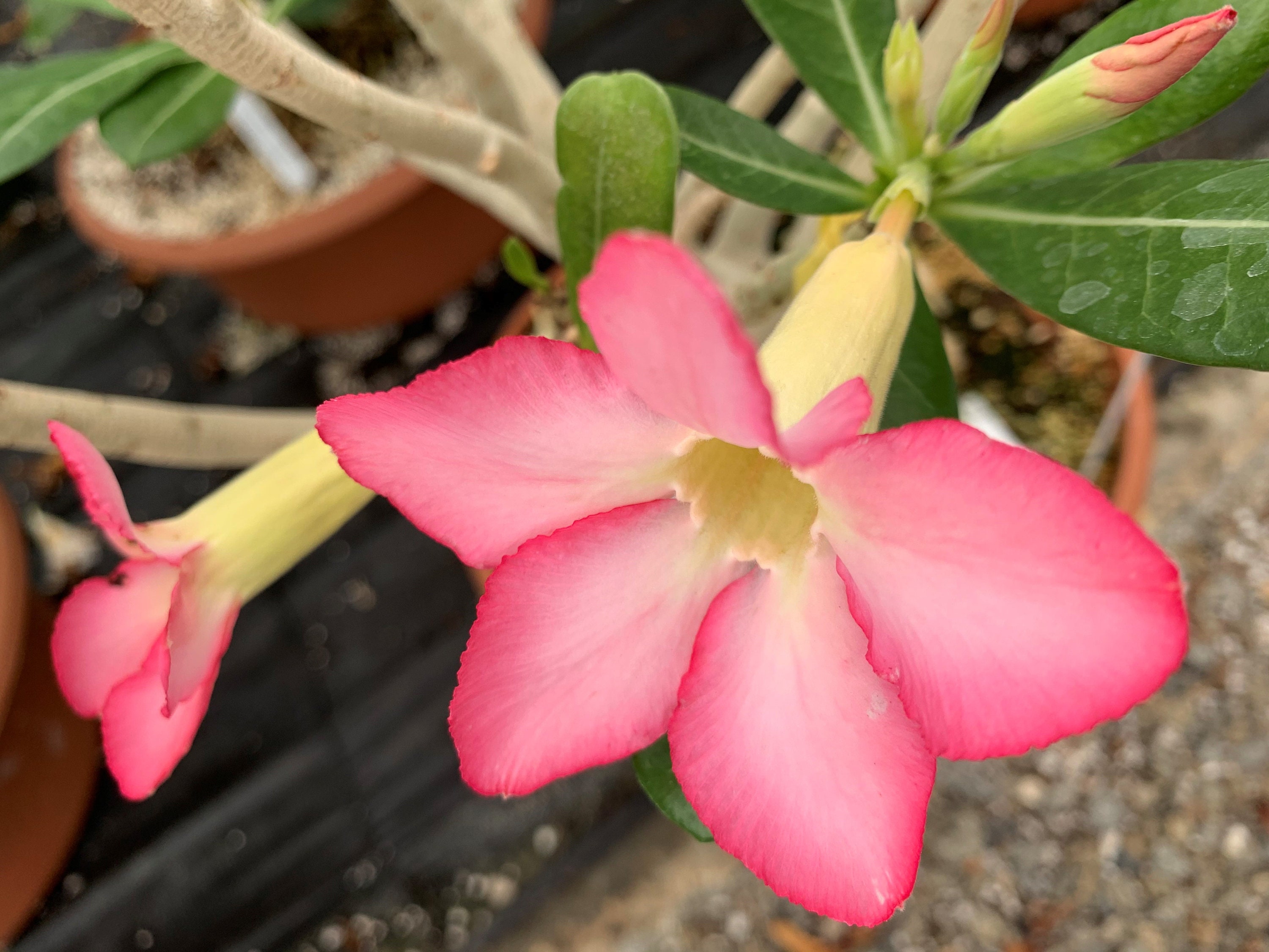 Adeniums — Seed Store — Growing hope