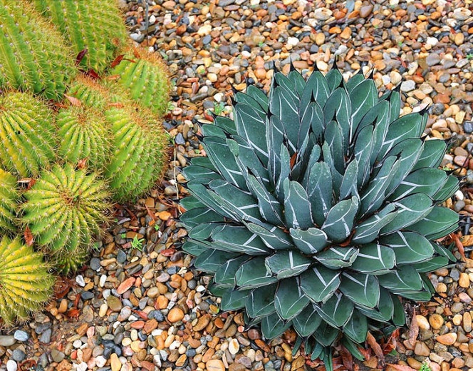 Semillas de Agave ferdinandi-regis Rey de los Agaves - Etsy México
