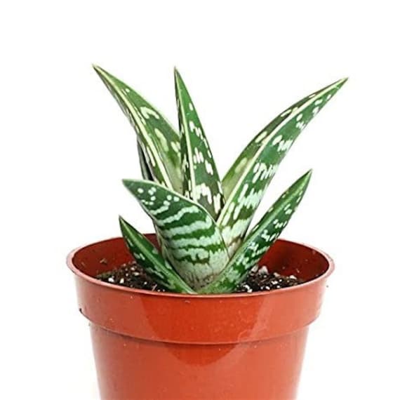 Aloe Variegata / Tiger Aloe Seeds 10pc - Etsy