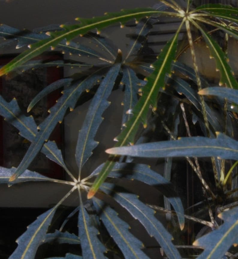 False Aralia 'plerandra Elegantissima' Fresh 20 Seeds , Uncommon, Easy ...