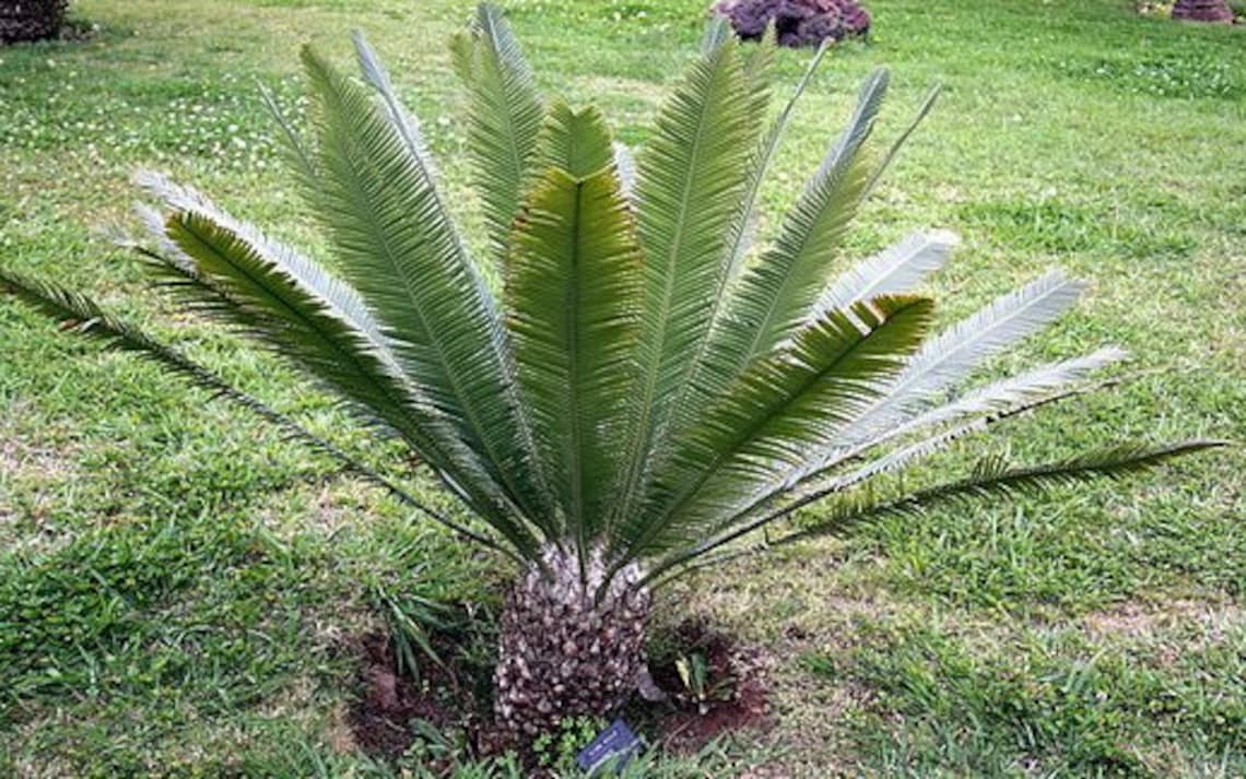 Dioon Merolae "mexican Sago Palm" 3 Seeds per Order USA ONLY - Rare ...