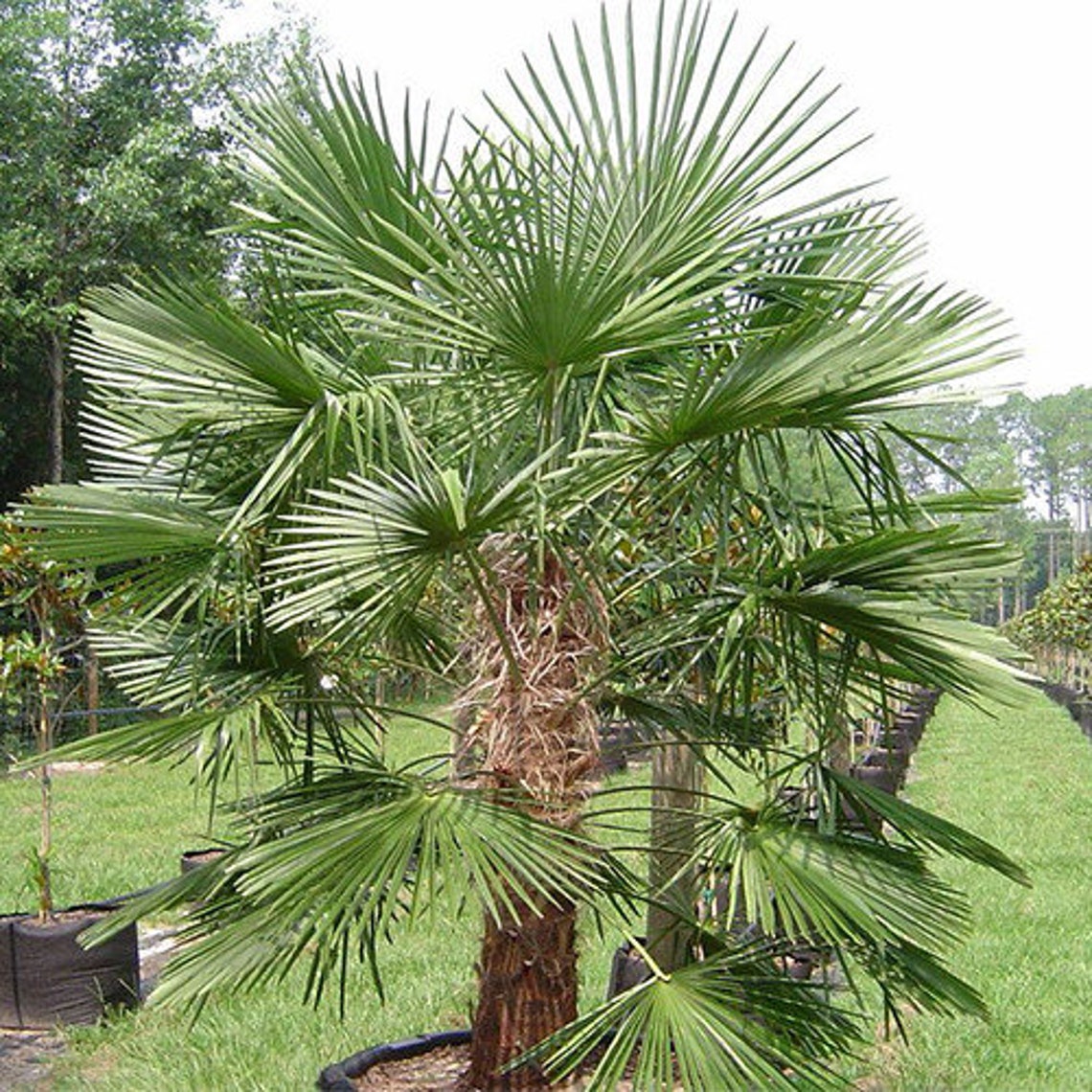 Chinese Windmill Palm Tree Seeds 10pc - Etsy Australia