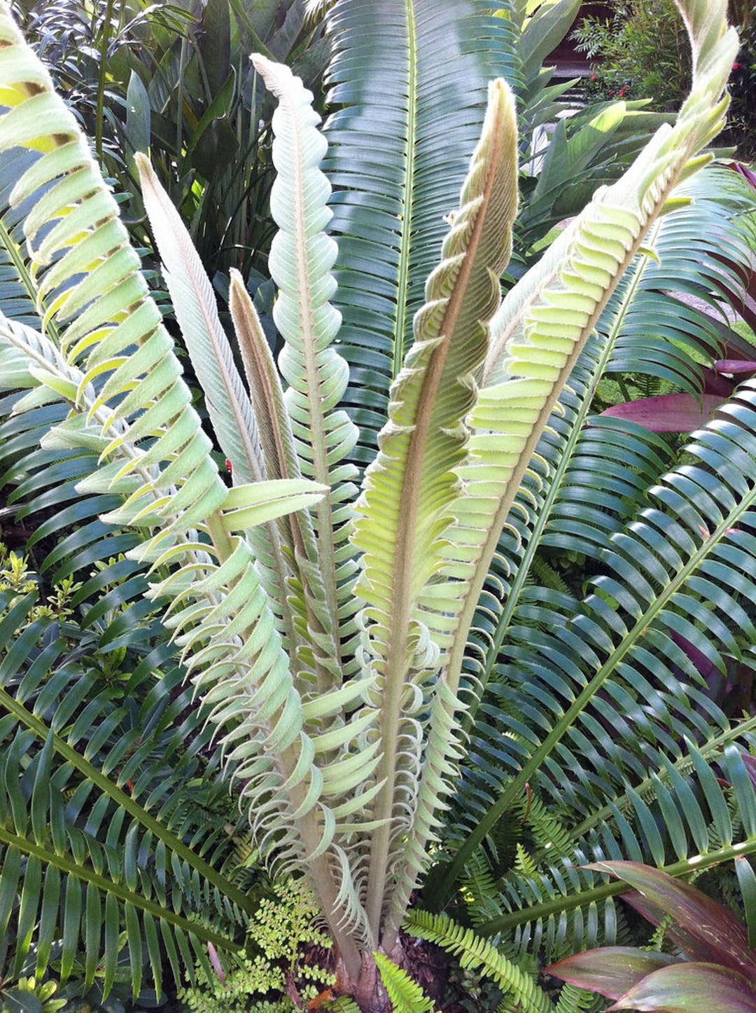 Dioon Rzedowskii 3 Seeds - Rare Cycad - Uncommon - Zamiaceae ...