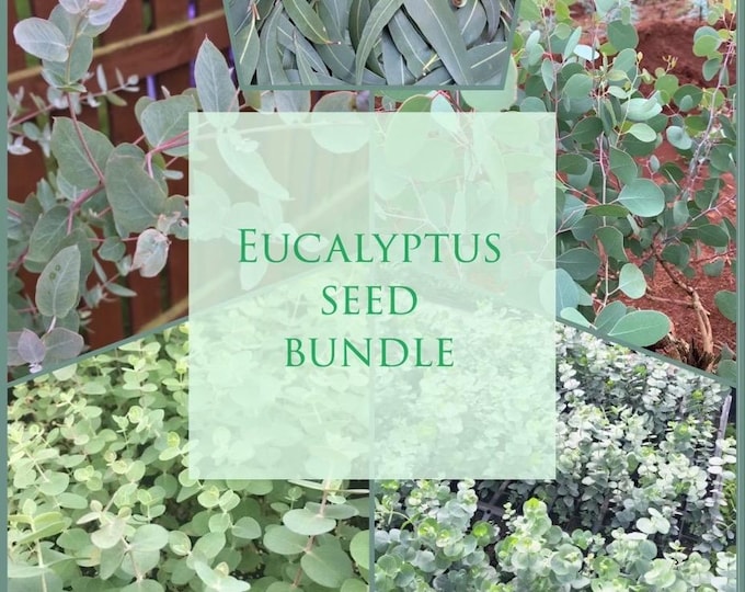 Eucalyptus Seed Bundle - 5 Types of Eucalyptus, Baby Blue, Polyanthemos ...