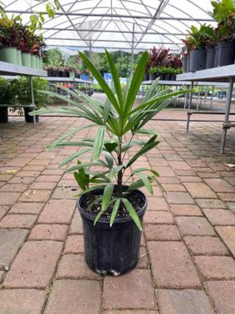 Lady Palm 'rhapis Excelsa' Tree Seeds - Organic - Fresh Decor - Garden ...