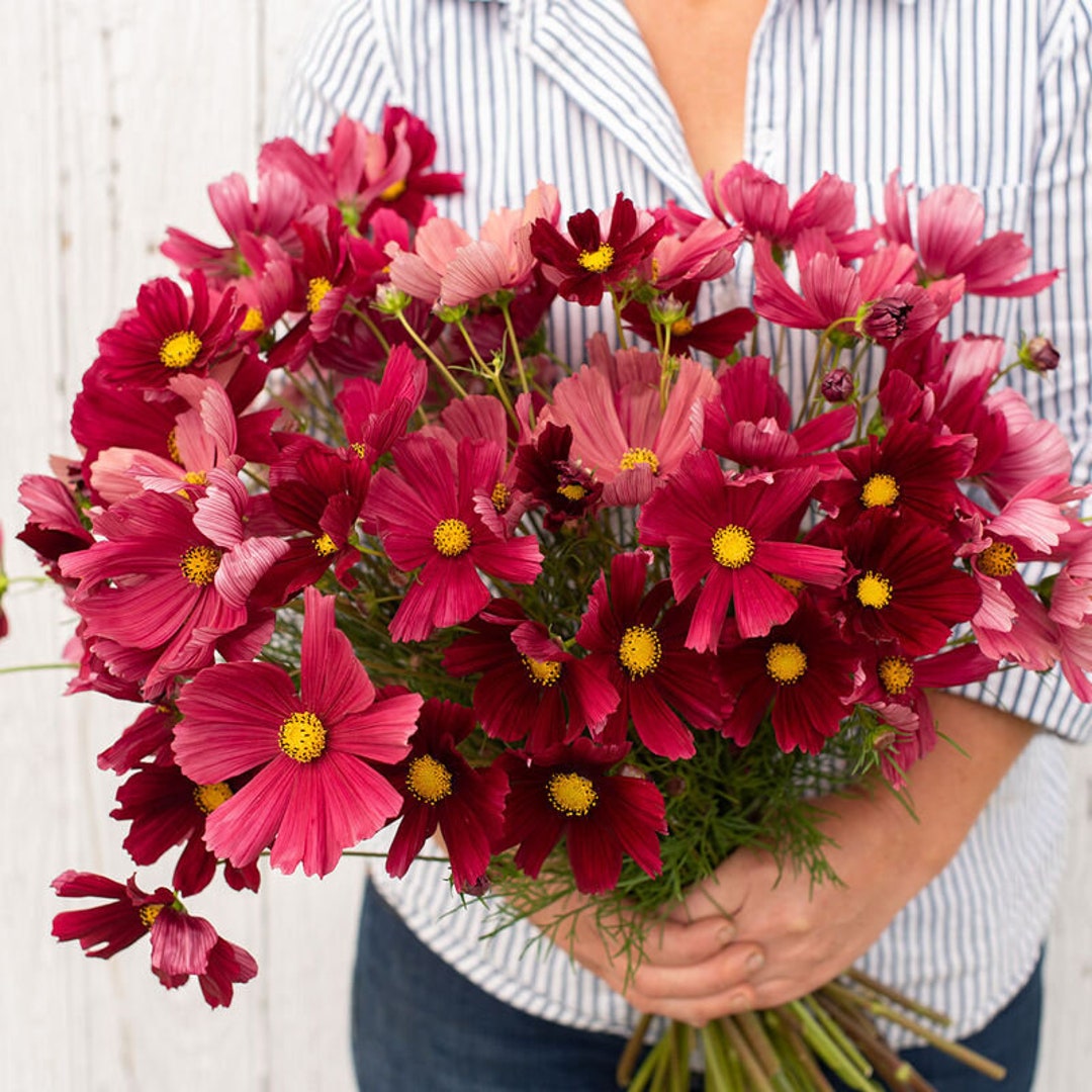 Cosmos Bipinnatus Rubenza Seeds - Stunning Ruby Red Cosmos Flowers ...