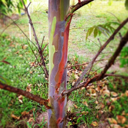 50 Rainbow Eucalyptus Tree Seeds Eucalyptus Deglupta EU0350 - Etsy