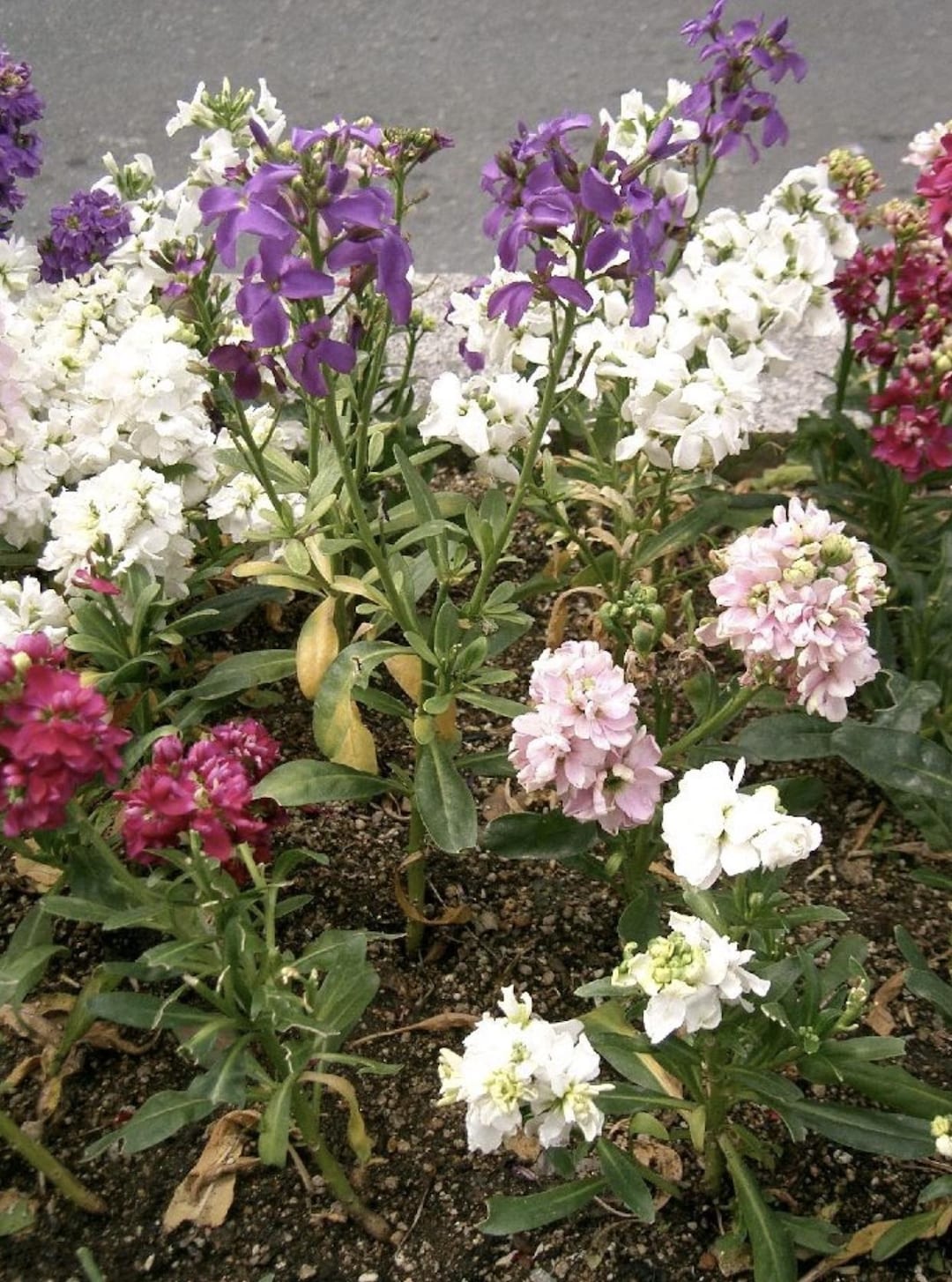 Matthiola Incana (common Name: Stock Flower) Mix Colors Seeds – Perfect ...
