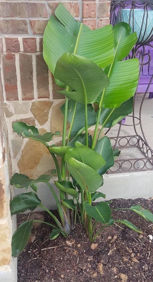 Strelitzia Nicolai Giant White bird of paradise seed 10pc — Growing ...