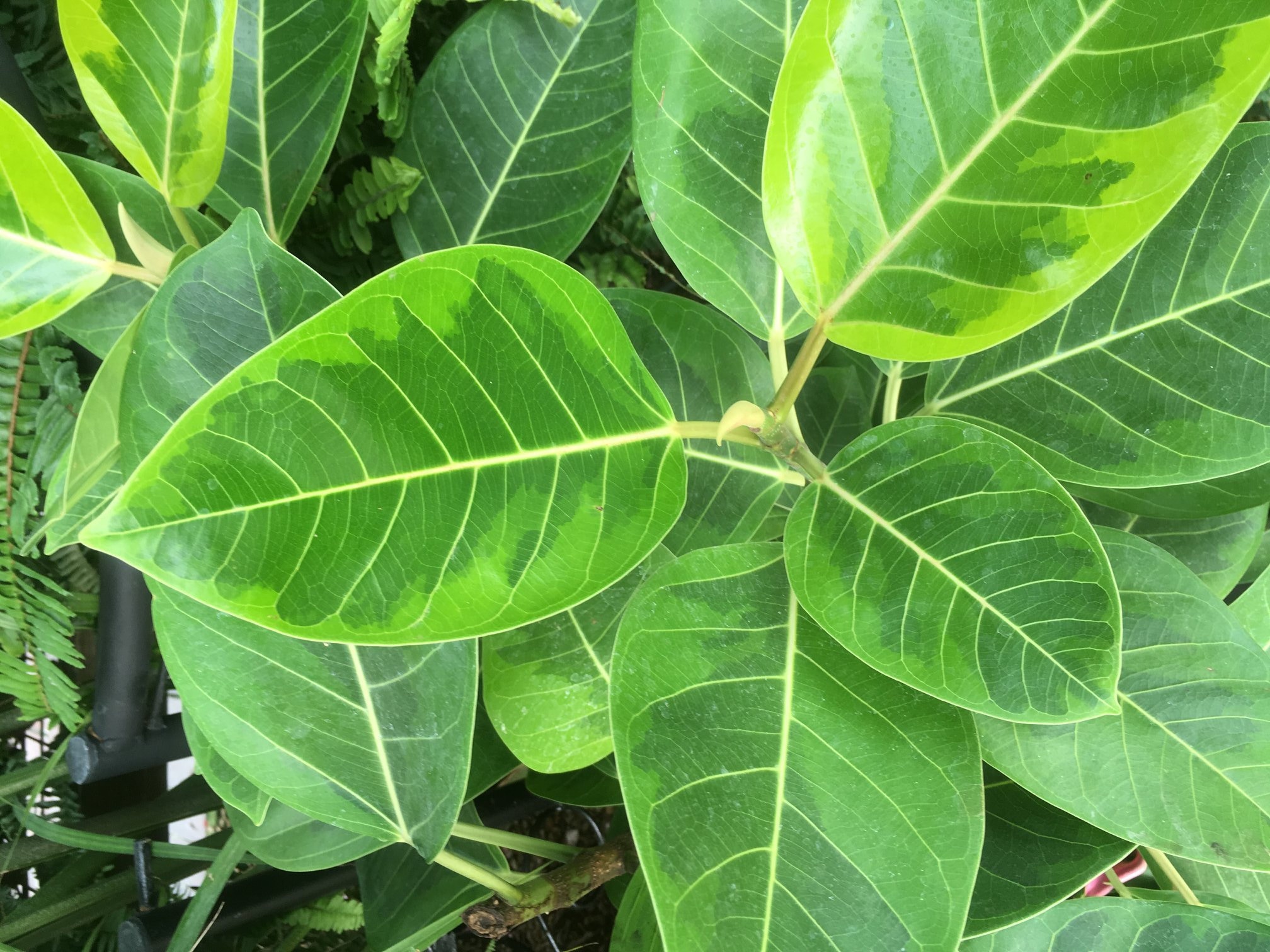 Ficus altissima fresh seeds — Growing hope seeds