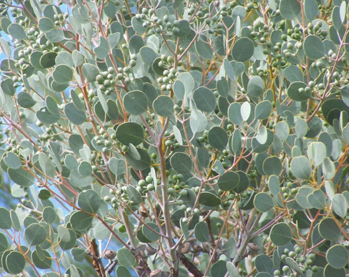 Eucalyptus Parvifolia Parvula Mini Eucalyptus Fresh Seeds Wedding ...