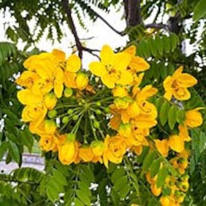 Golden Medallion Tree Seeds 20pc Cassia Leptophylla - Etsy
