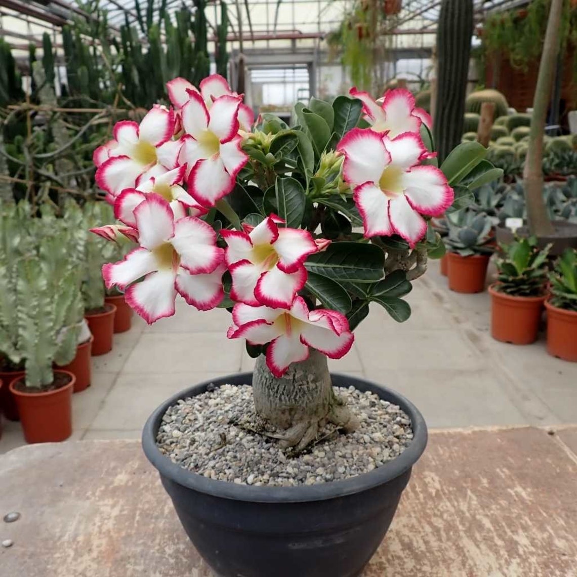 Adenium Obesum 'desert Rose' Picotee Hybrid 10pc Seeds - Etsy