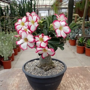 Adenium Obesum 'desert Rose' Picotee Hybrid 10pc Seeds - Etsy