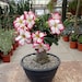 Adenium Obesum 'desert Rose' Picotee Hybrid 10pc Seeds - Etsy