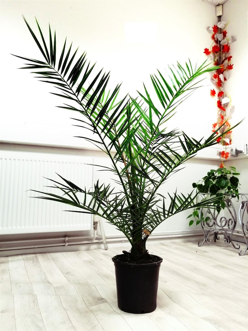 Canary Island Date Palm 'phoenix Canariensis' Fresh Seeds 10pc - Etsy