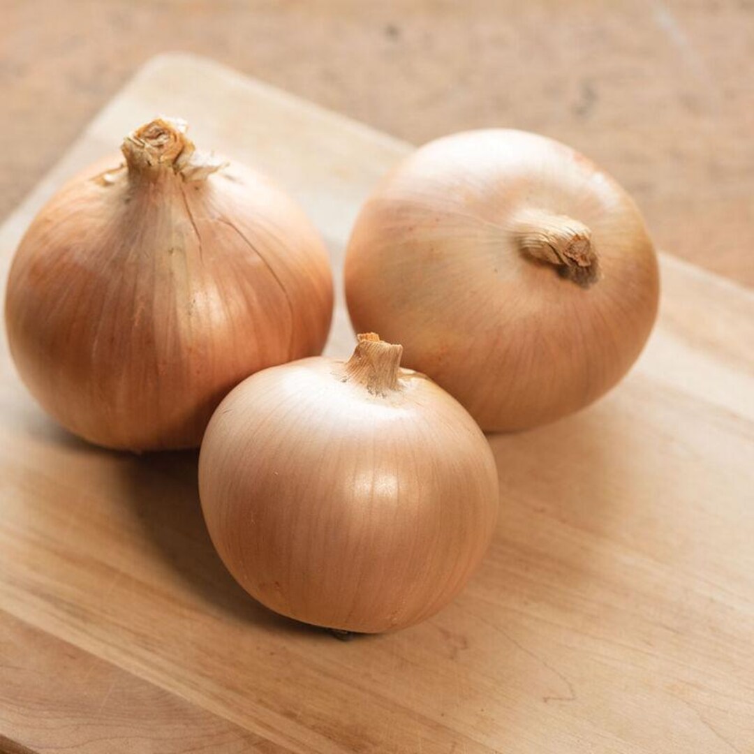 Allium Cepa Hybrid Yellow Onion Seeds Organic, Usa-grown, High ...