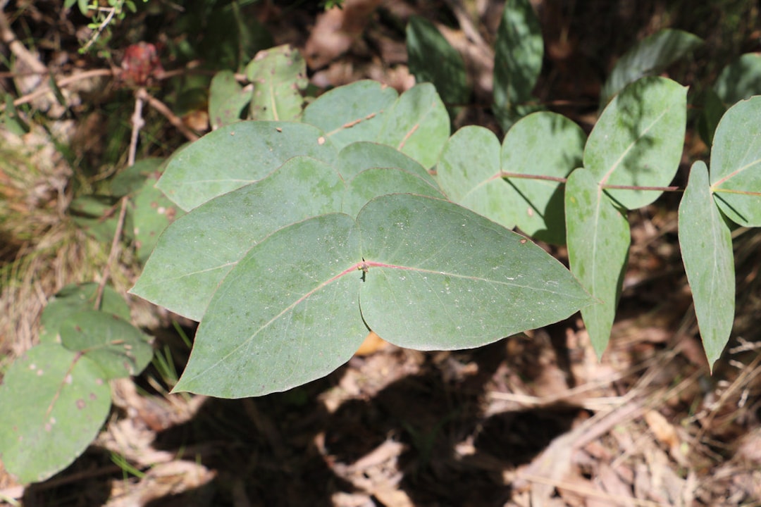 Eucalyptus Nitens Seeds 'shining Gum' 10-100pc Organic - Etsy