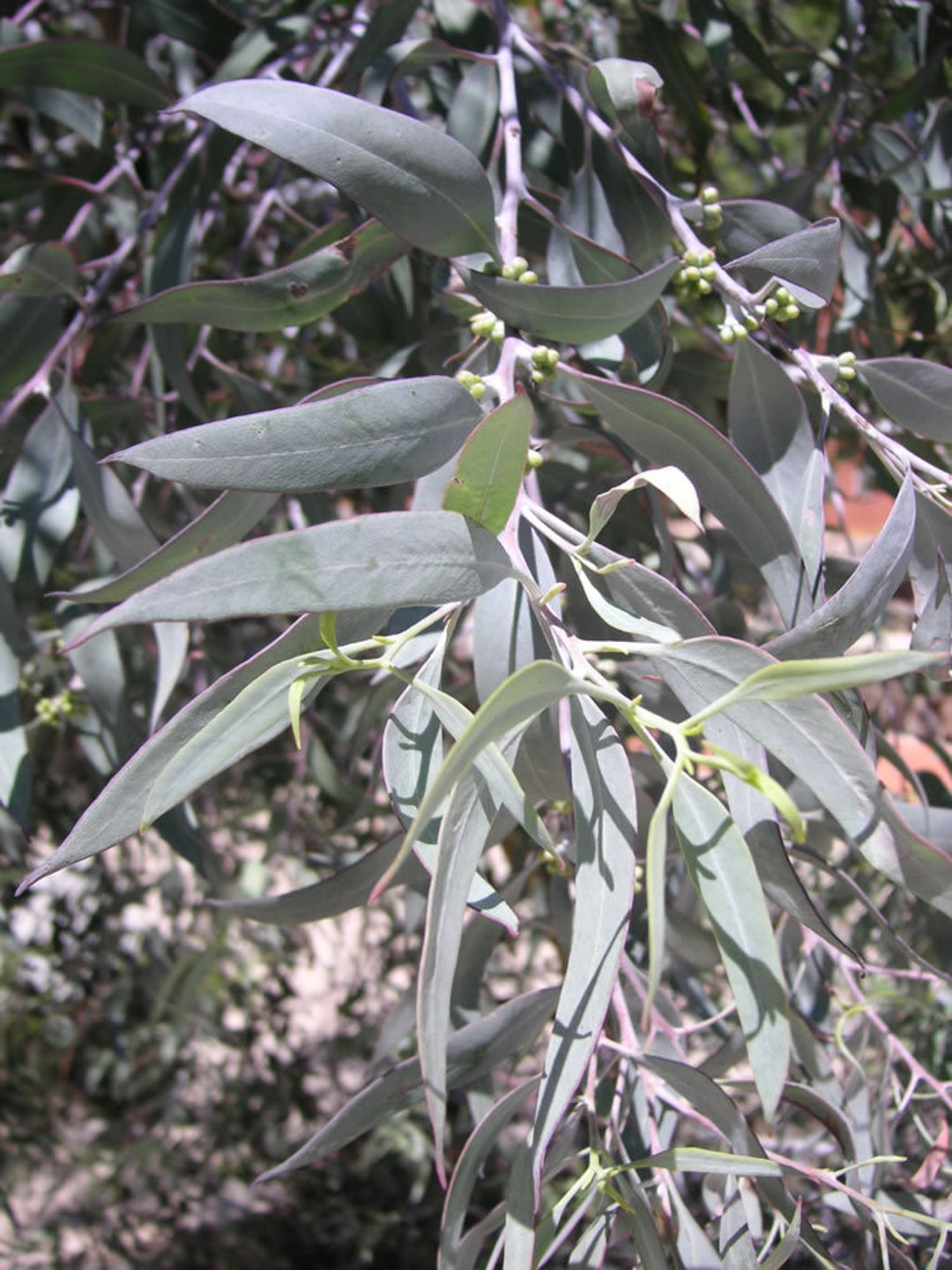 Eucalyptus Campaspe Seeds 'silver Gimblet' 10-100pc Organic - Etsy