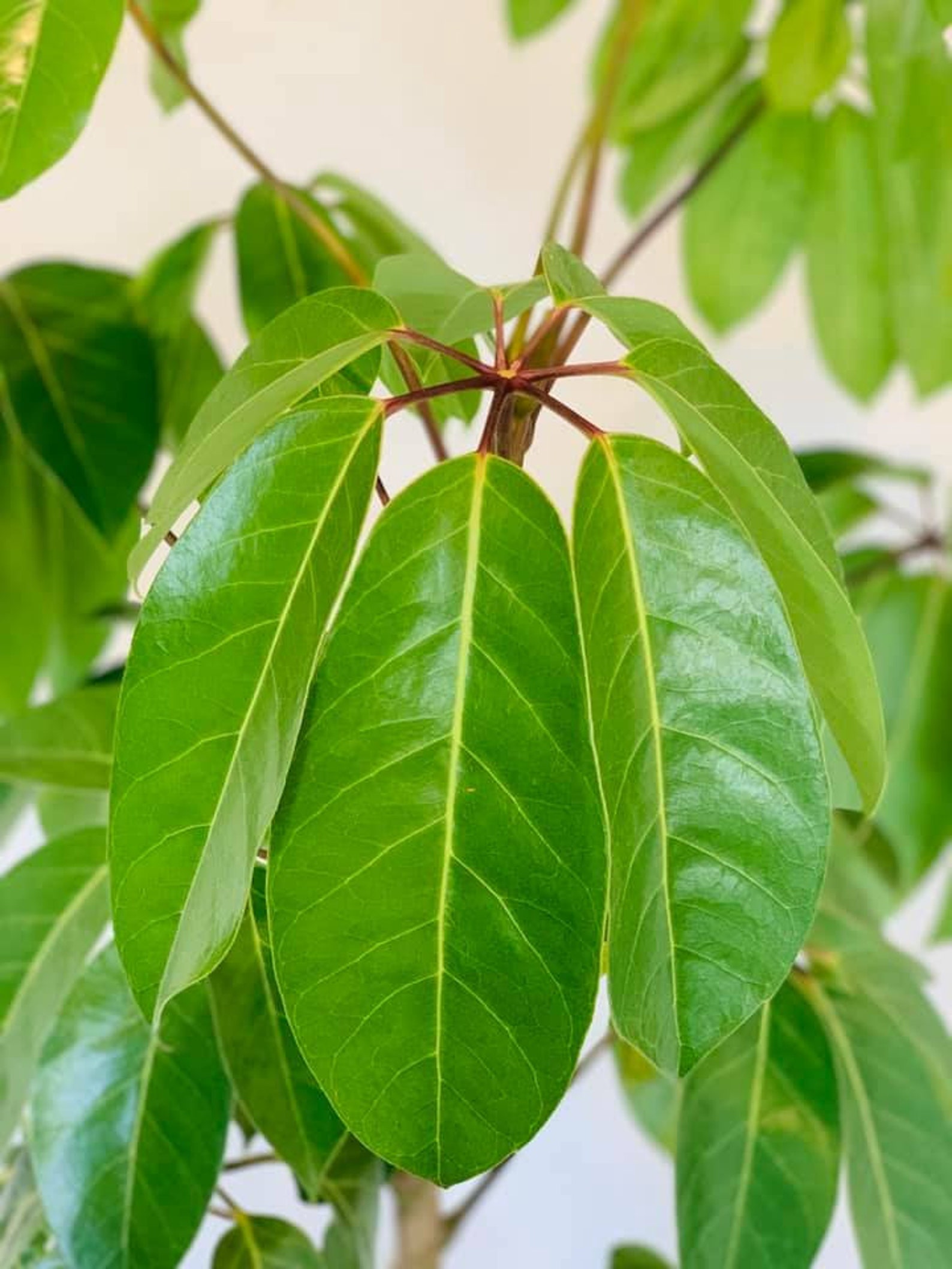 Australian Umbrella Tree 'shefflera Actinophylla' Seed - Organic ...