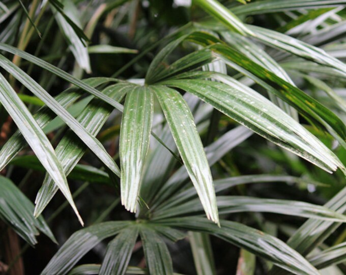 Lady Palm Tree rhapis Excelsa Seeds - Etsy