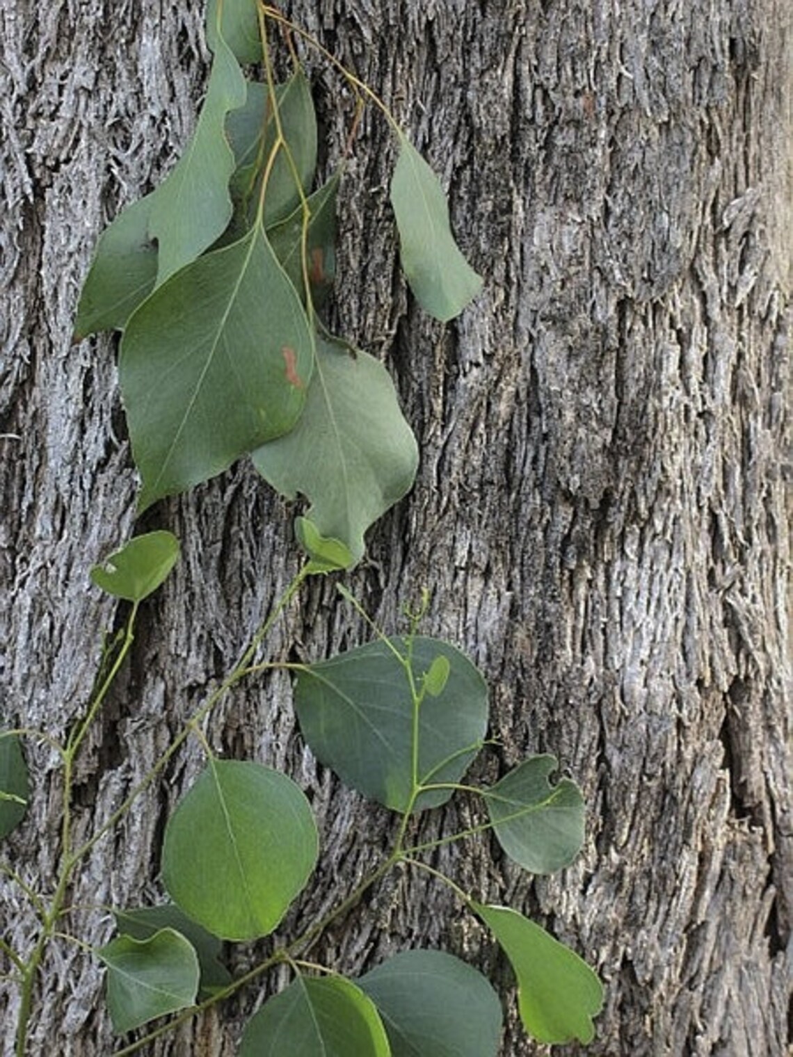 Eucalyptus Baueriana Seeds 'blue Box Round-leaved' - Etsy