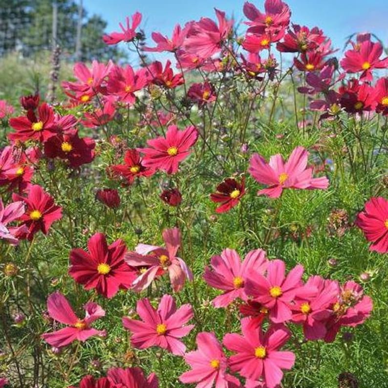 Cosmos Bipinnatus Rubenza Seeds - Stunning Ruby Red Cosmos Flowers ...
