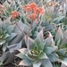 Aloe Striata 10 Seeds 'ghost Aloe' Succulent Uncommon Rare - Etsy