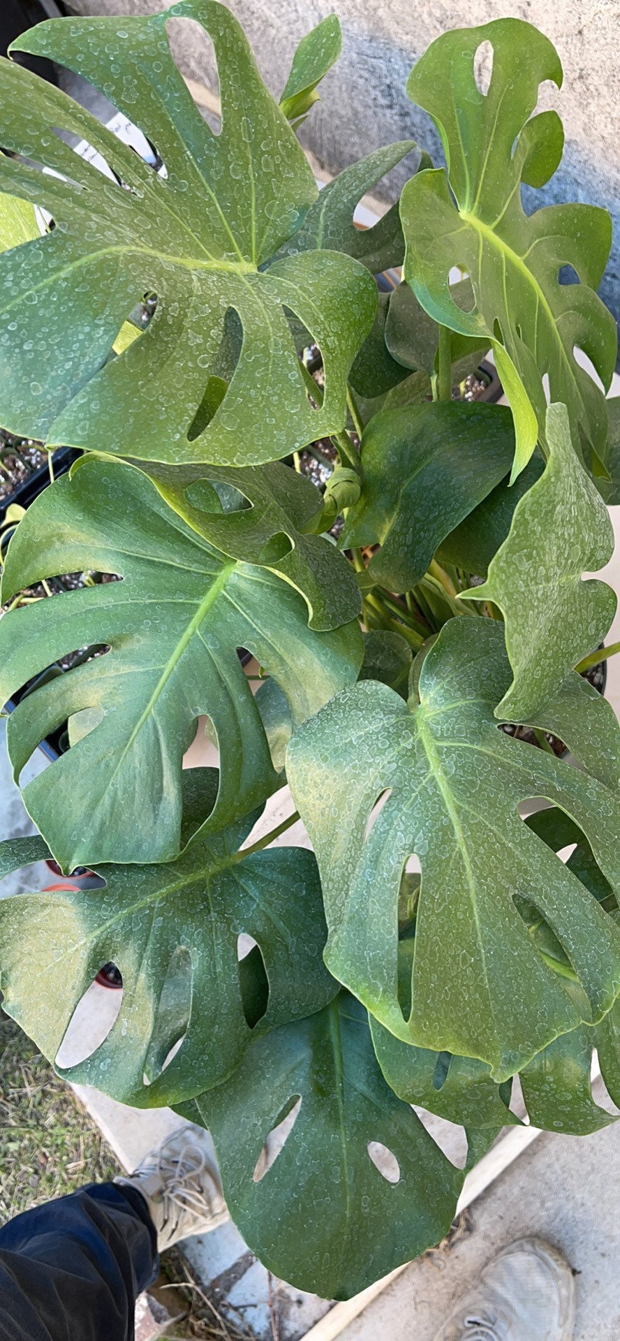 Monstera Deliciosa 20 ORGANIC seeds — Growing hope seeds