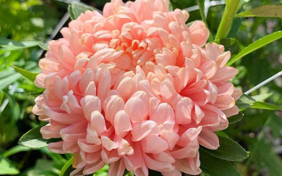 Heirloom Apricot China Aster Seeds - Callistephus Chinensis - Stunning ...