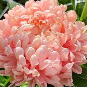 Heirloom Apricot China Aster Seeds Callistephus Chinensis Stunning ...