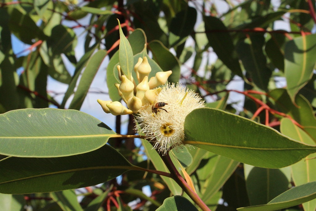 Eucalyptus Robusta Swamp mahogany — Growing hope seeds