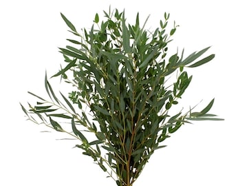 Eucalyptus Parvula "parvifolia" Wedding Cut-foliage Seeds BULK, ORGANIC ...