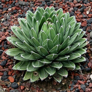 Queen Victoria Agave Seeds 10pc Agave Victoriae-reginae Succulent - Etsy
