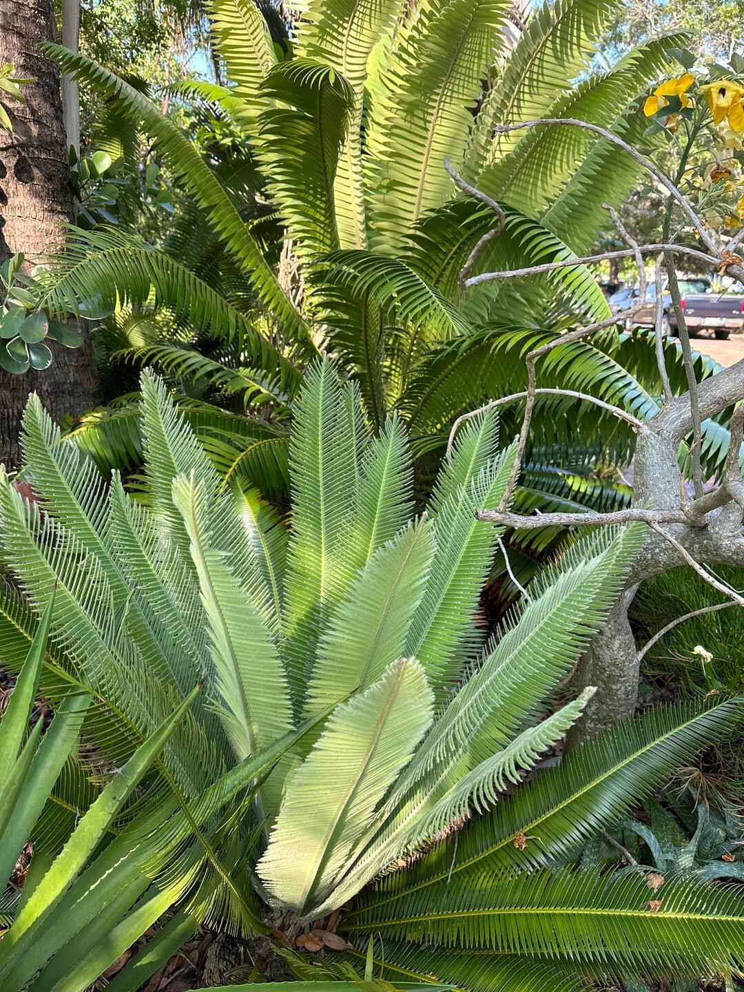 Dioon Merolae "mexican Sago Palm" 3 Seeds per Order USA ONLY - Rare ...