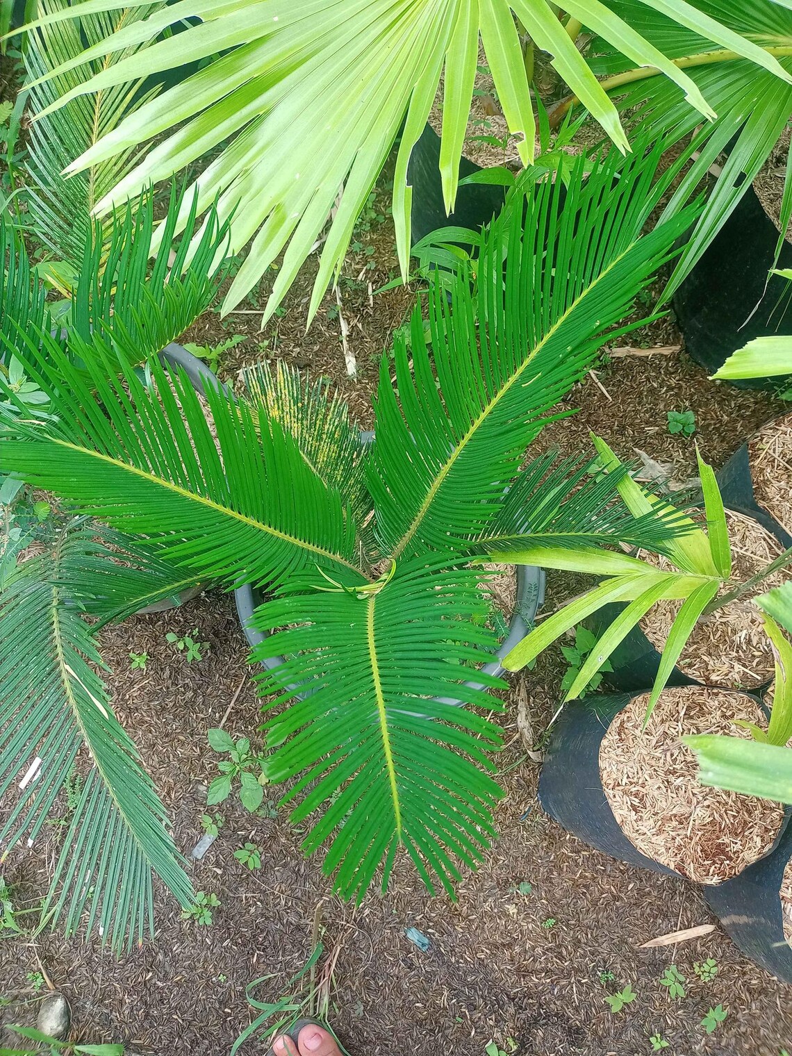 Dioon Spinulosum "giant Dioon Palm" 3 Seeds per Order USA ONLY - Rare ...