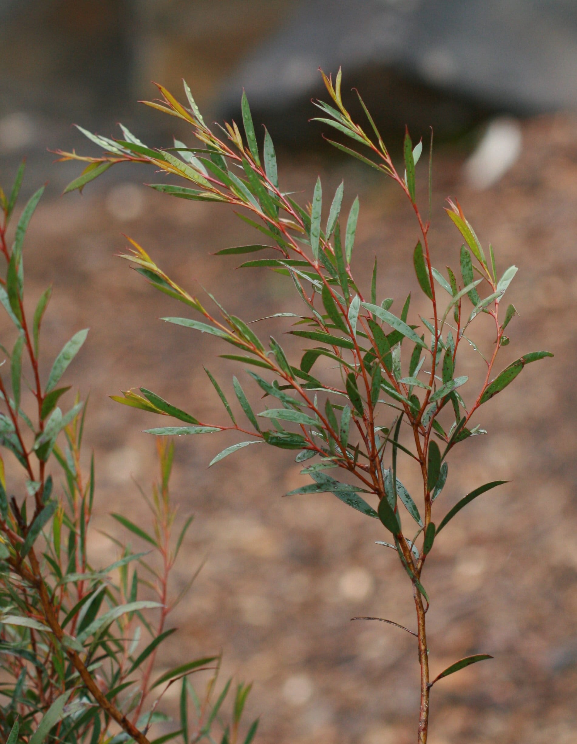 Eucalyptus moorei seeds 'little sally' 10-100pc Organic — Growing hope ...
