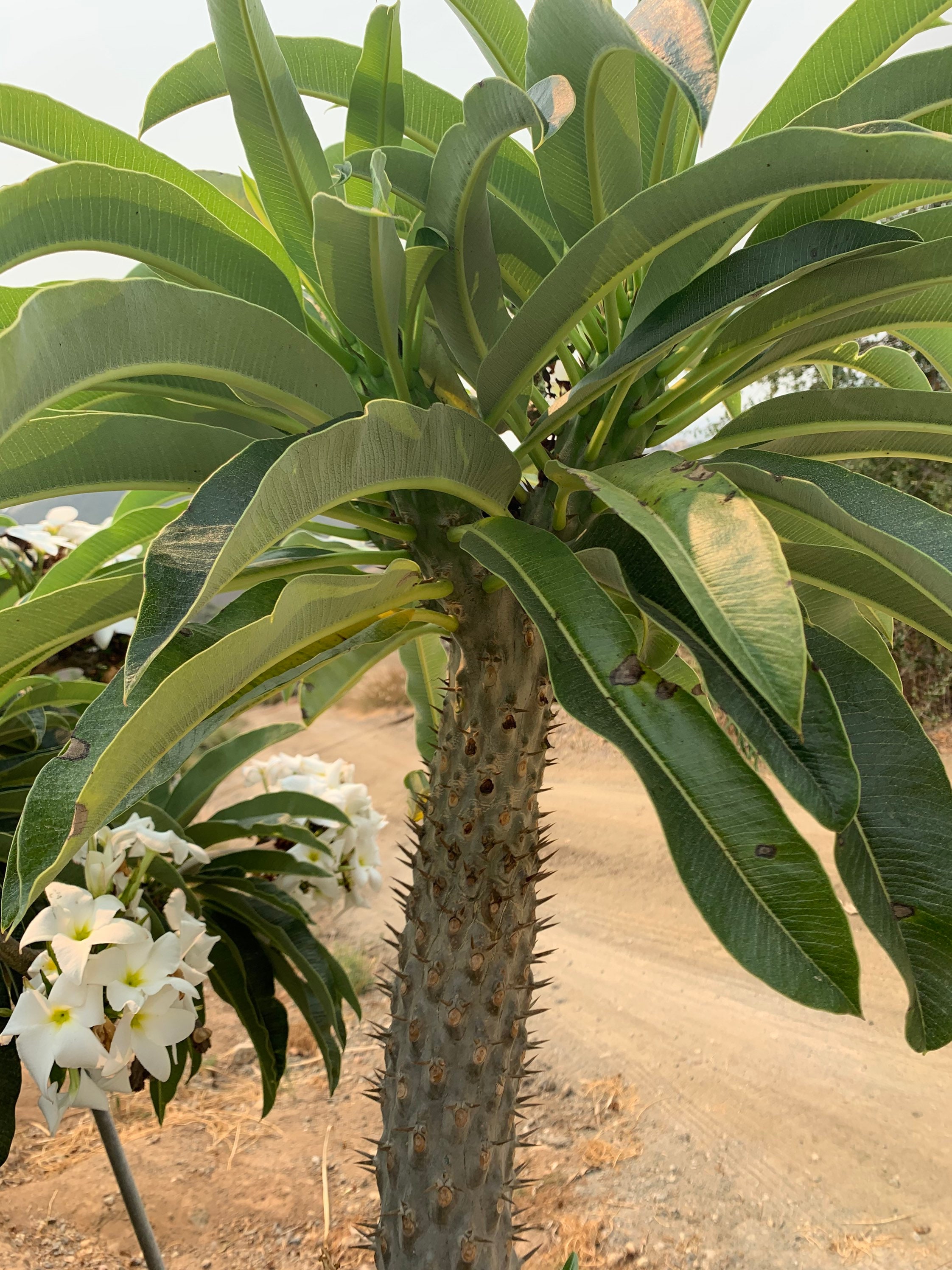 Pachypodium Lamerei Flower