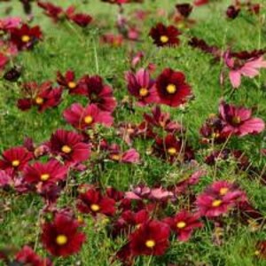 Cosmos Bipinnatus Rubenza Seeds - Stunning Ruby Red Cosmos Flowers ...