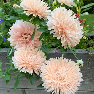 Heirloom Apricot China Aster Seeds - Callistephus Chinensis - Stunning ...