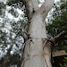 Eucalyptus Punctata Seeds 'grey Gum' 10-100pc Organic - Etsy