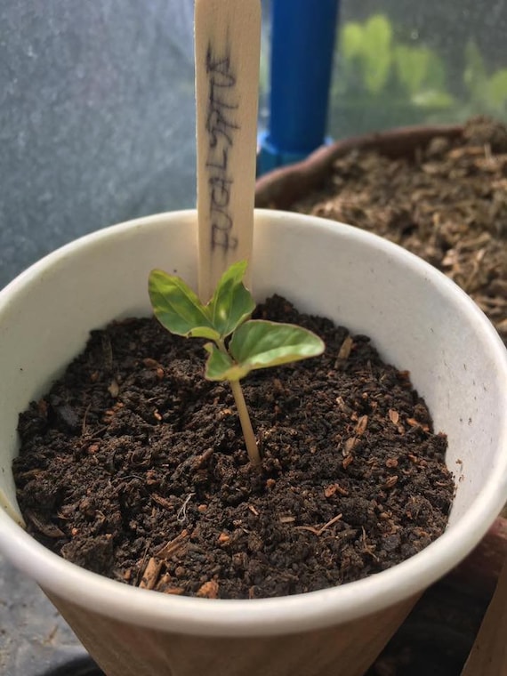 Rainbow Eucalyptus Tree Seeds