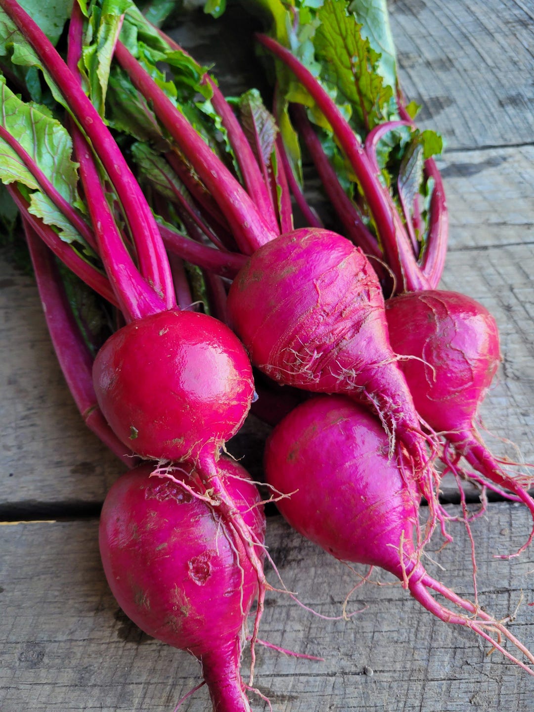 Brassica Rapa Hybrid Turnip Seeds (red Stem) - Organic, Usa-grown, High ...