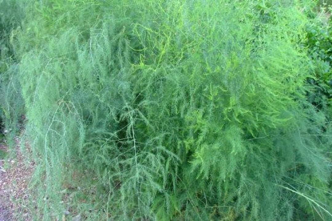 Tiki Fern Asparagus 'virgatus' Seeds - Wedding Foliage - Organic ...
