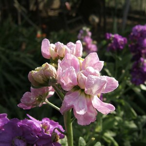 Matthiola Incana (common Name: Stock Flower) Mix Colors Seeds – Perfect ...