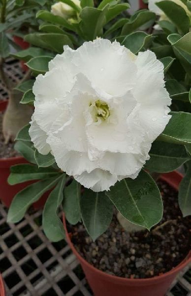 Adenium Obesum 'desert Rose' Double White Flower 10pc Seeds - Etsy