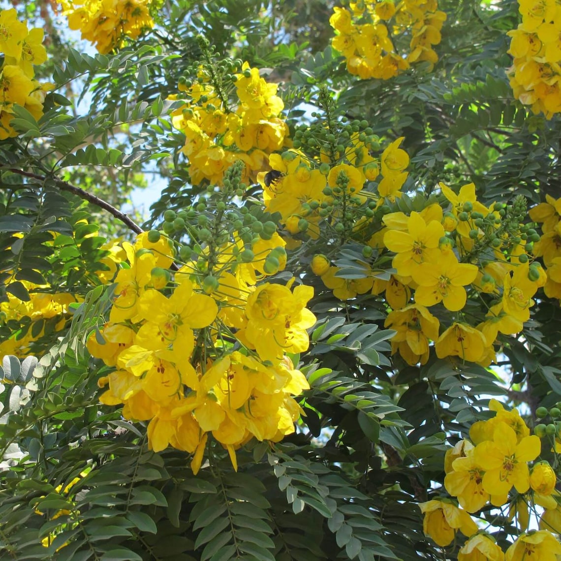 Golden Medallion Tree Seeds 20pc Cassia Leptophylla - Etsy