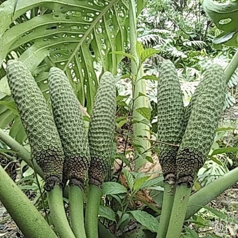 Monstera Deliciosa Fresh Seed "Swiss Cheese Plant" — Growing hope seeds