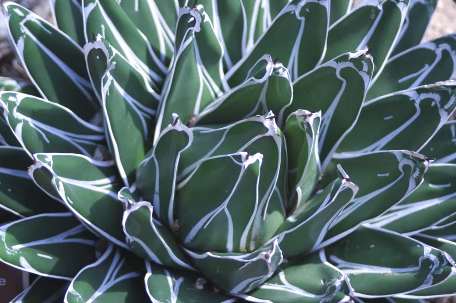 Queen Victoria Agave Seeds 10pc Agave Victoriae-reginae - Etsy
